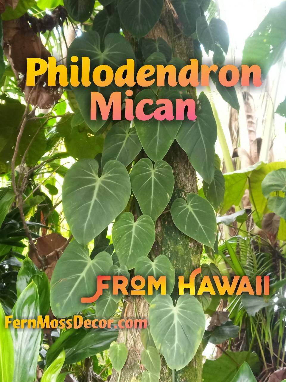 Philodendron Mican
