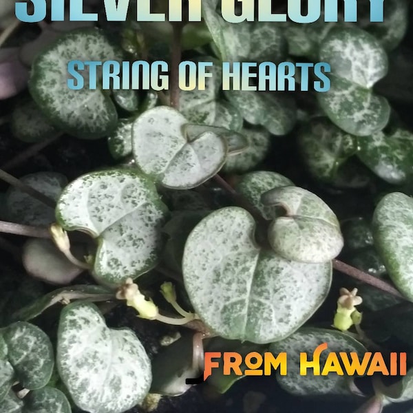 Silver Glory String of Hearts - Etsy