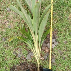 Rare 2-3 Foot Tall * Large Sherbert Ti Leaf Plant * Cordyline * From ...