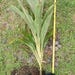 Rare 2-3 Foot Tall * Large Sherbert Ti Leaf Plant * Cordyline * From ...