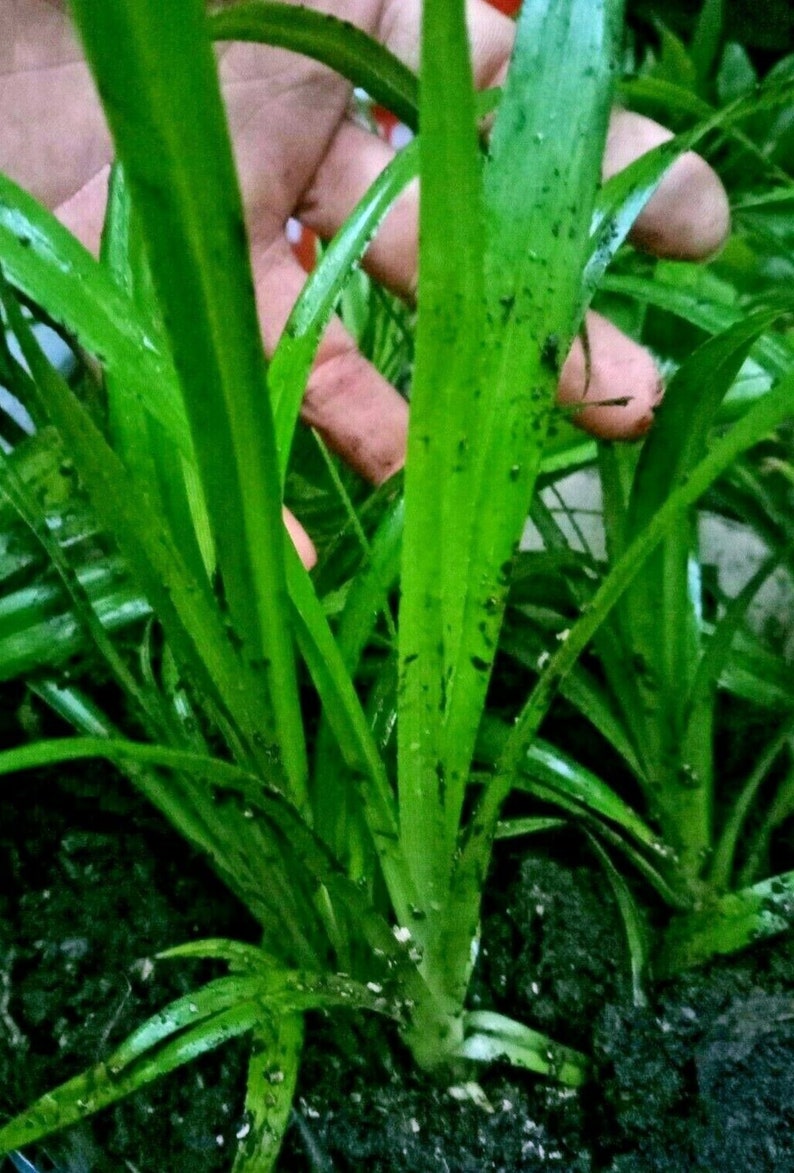 6" - 8" Inch Tall * Hawaiian HALA Tree * LIVE PLANT * Stilt Screw Pine ...