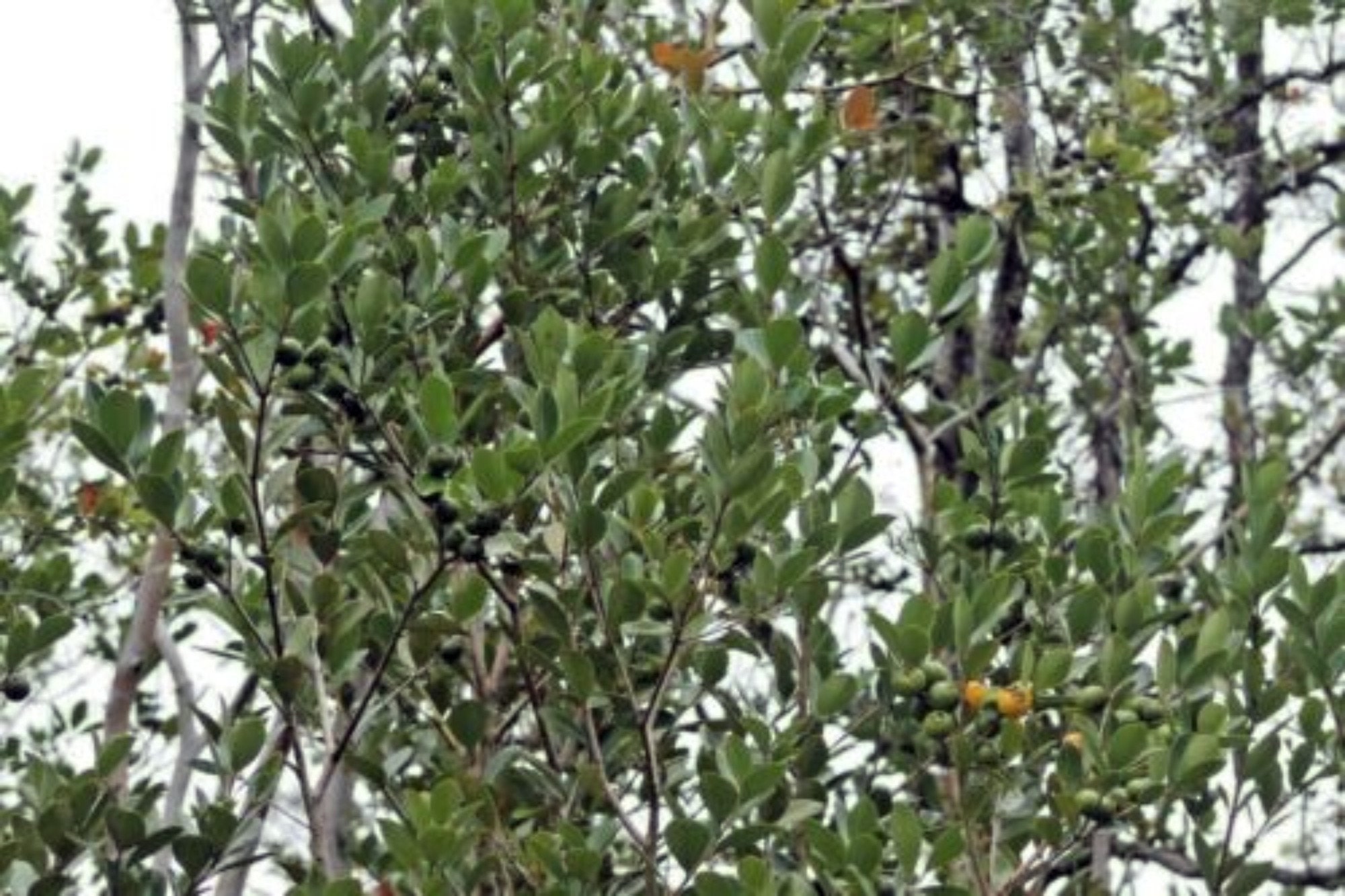 Lemon Guava 3 Tropical Yellow Fruit Tree 7 Inch Cuttings - Etsy