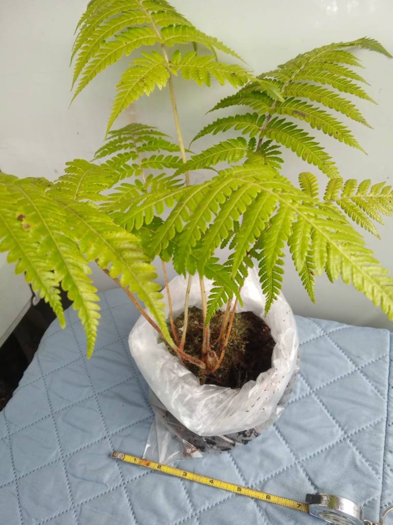Hawaiian Hapu'u Tree Fern Preorder - 1ft Live Plant + Ebook & Calendar ...