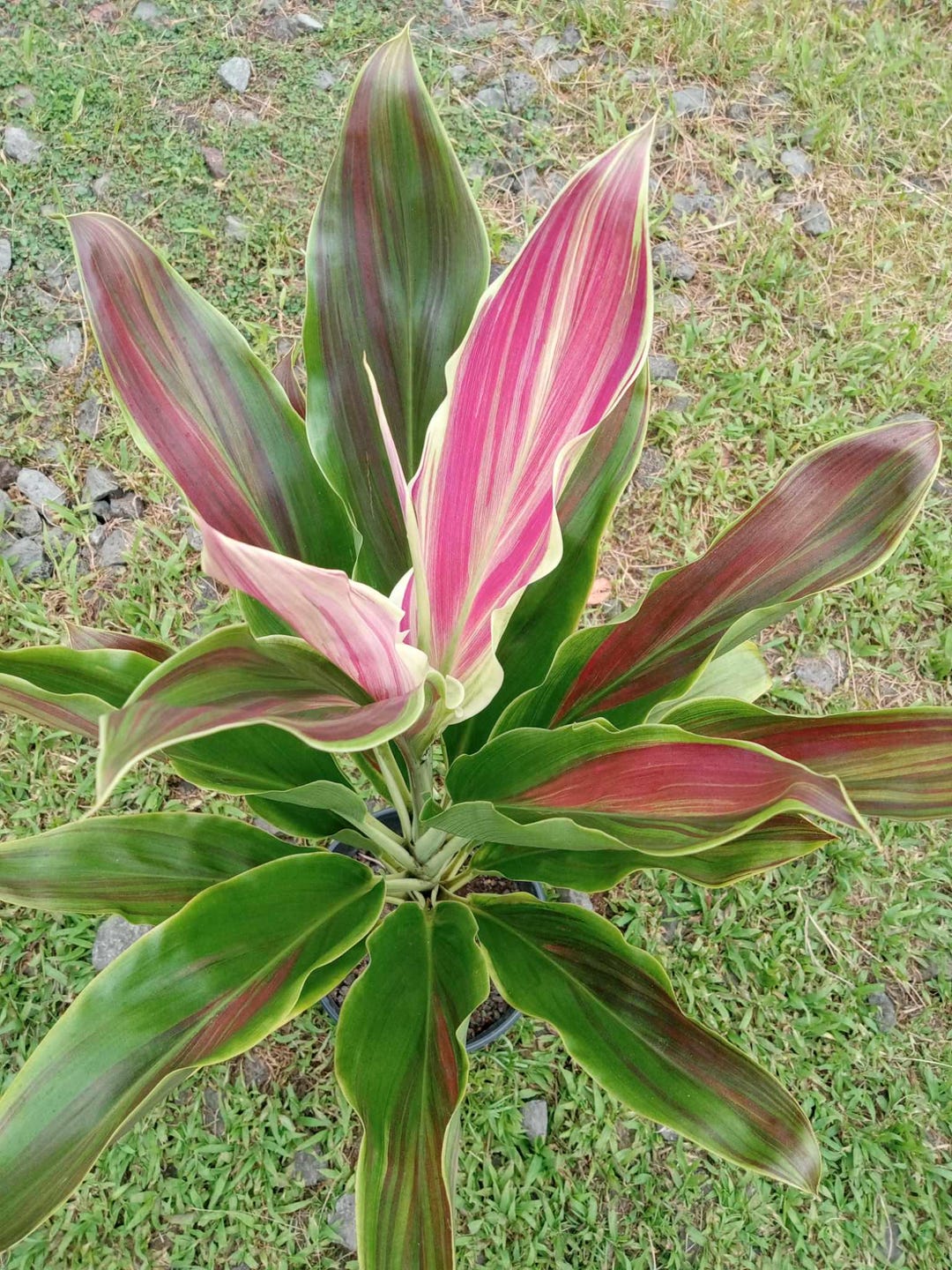 Rare 2-3 Foot Tall * Large Sherbert Ti Leaf Plant * Cordyline * From ...