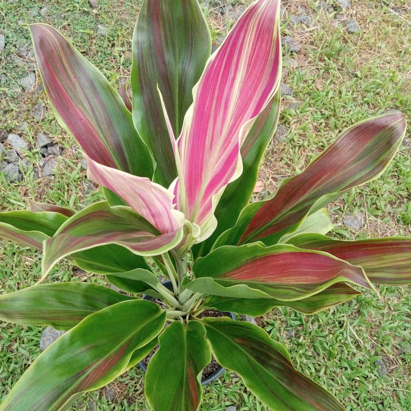 Ti Plant - Etsy