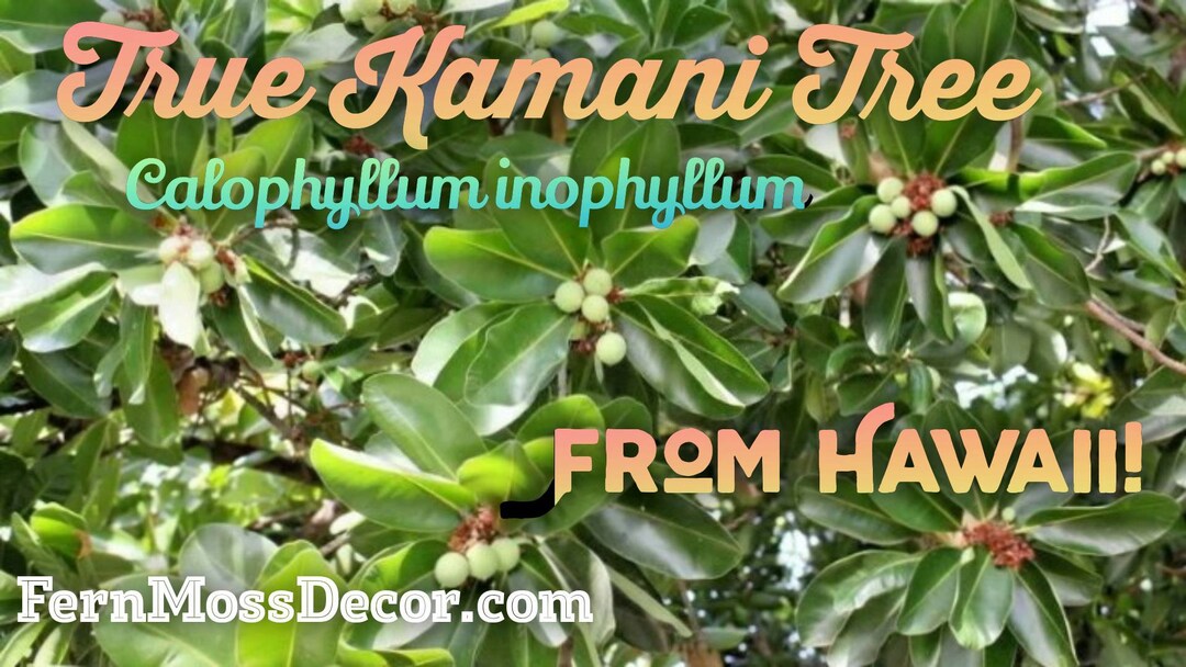 3 - Tamanu Nut Oil Live Plants * 4" - 6" Tall * Hawaiian True Kamani ...