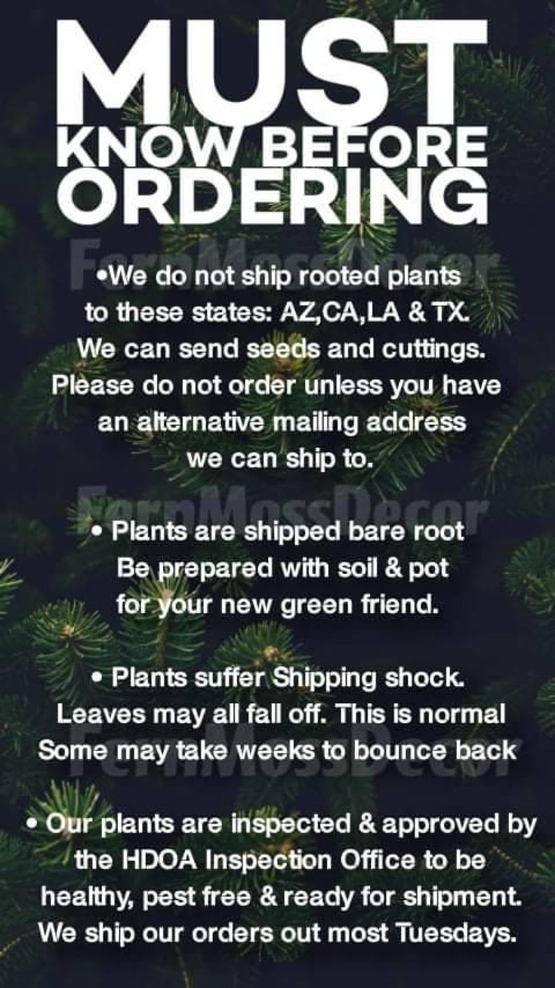 Air-layered Samoan Ma 'afala Breadfruit Tree *3 Ft Tall * Ulu Fruit ...