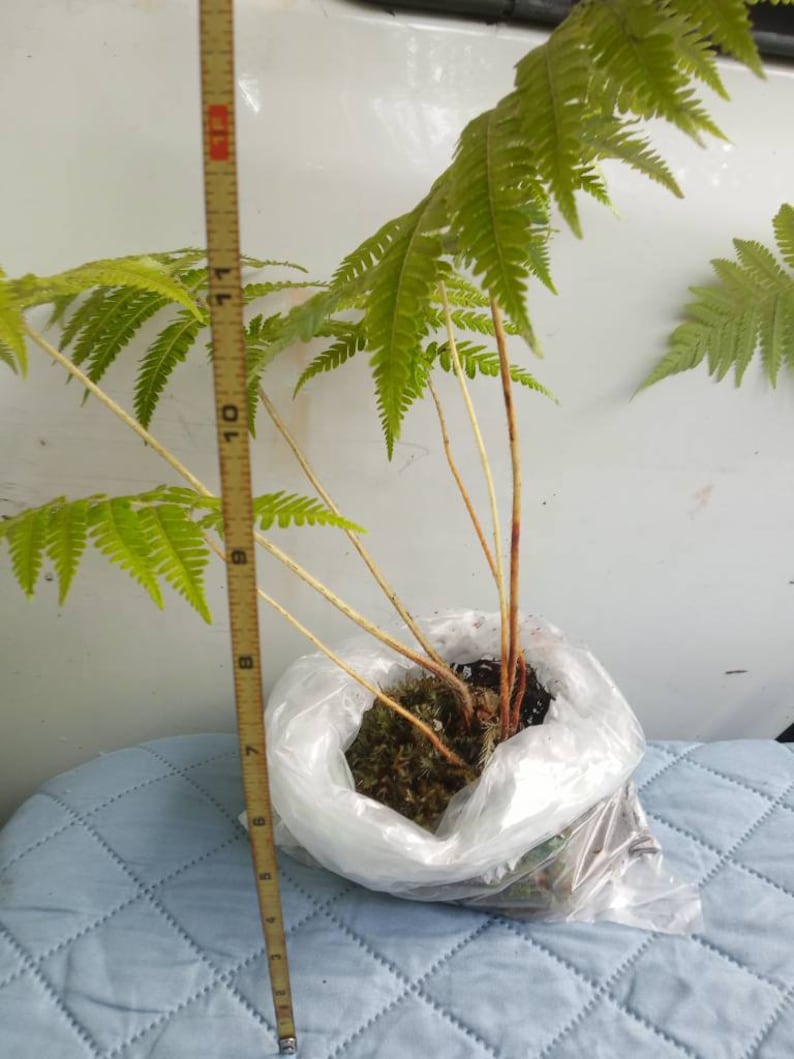 Hawaiian Hapu'u Tree Fern Preorder - 1ft Live Plant + Ebook & Calendar ...
