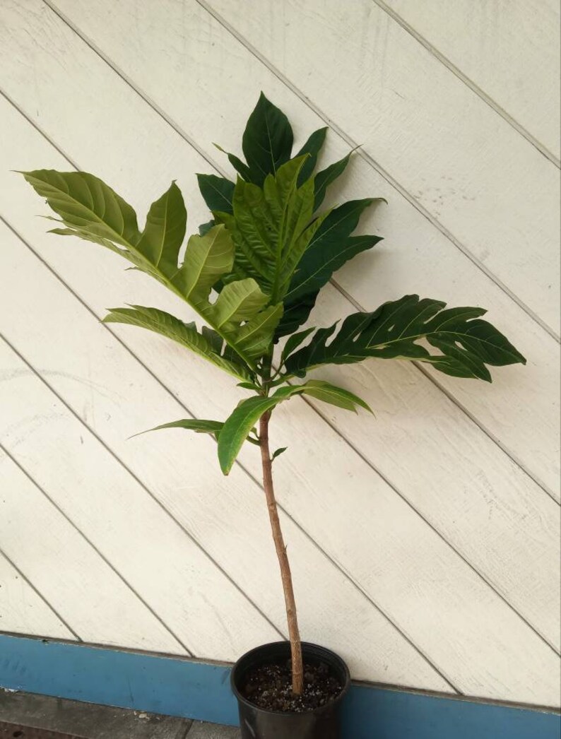 Air-layered Samoan Ma 'afala Breadfruit Tree 3 Ft Tall - Etsy
