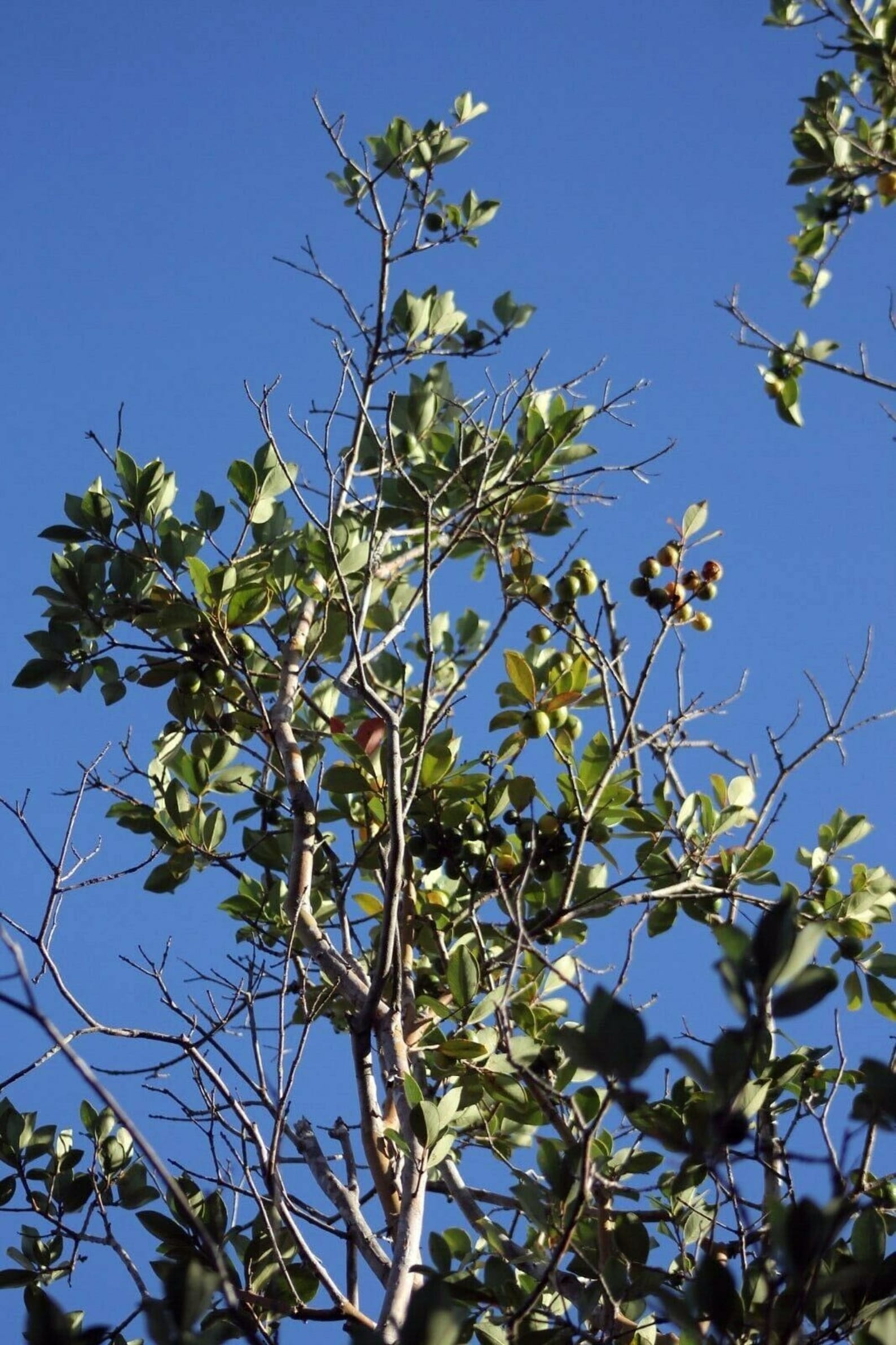 Lemon Guava 3 Tropical Yellow Fruit Tree 7 Inch Cuttings - Etsy