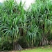 6 8 Inch Tall Hawaiian HALA Tree LIVE PLANT Stilt Screw Pine Pandanus ...
