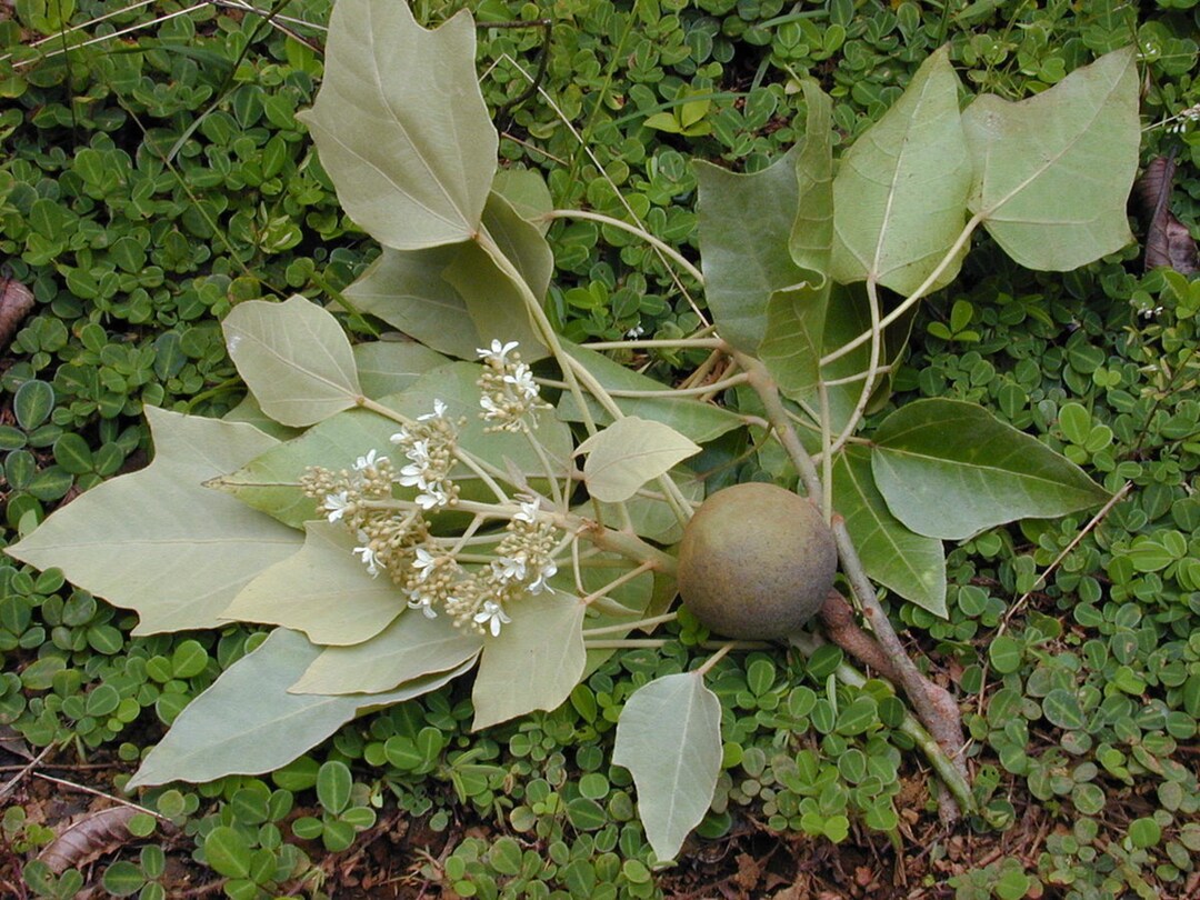 Photoshoot Special * 1 Kukui Nut Tree * 1 Branch of Leaves * 14 Seeds ...