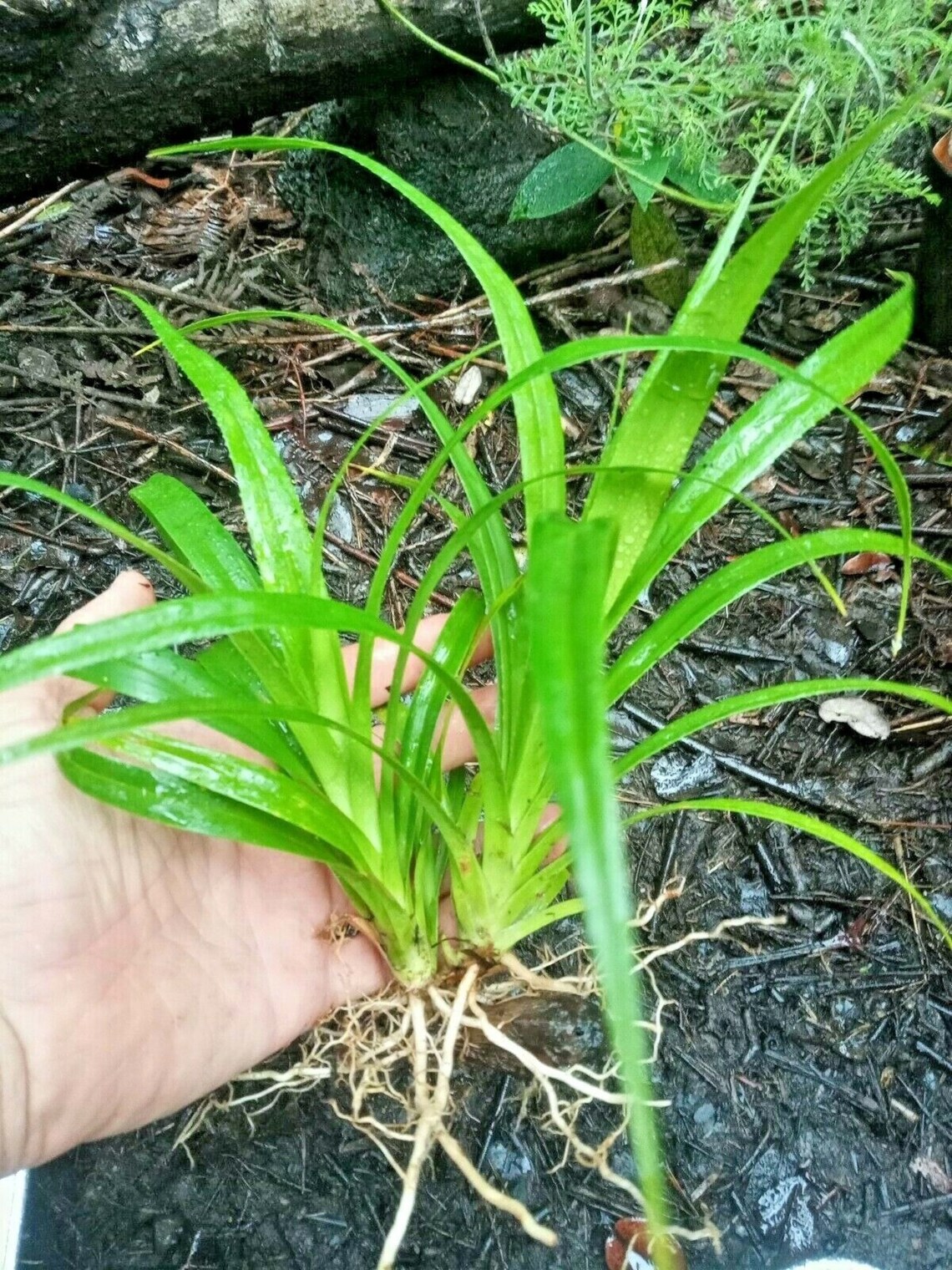 6 8 Inch Tall Hawaiian HALA Tree LIVE PLANT - Etsy