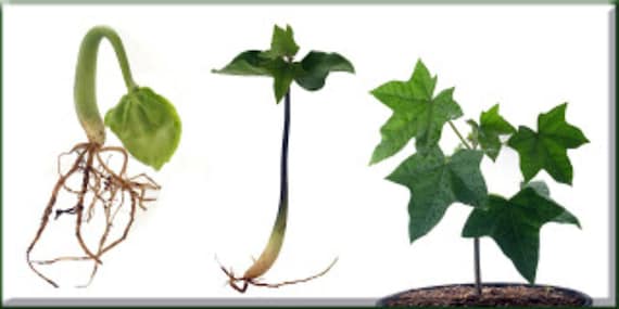 1 foot tall Hawaiian Kukui nut tree Aleurites moluccanus | Etsy