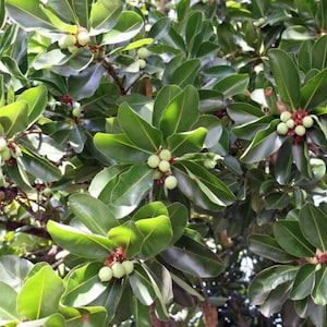 4" - 6" Tall * Hawaiian True Kamani Nut Tree * Calophyllum Inophyllum ...