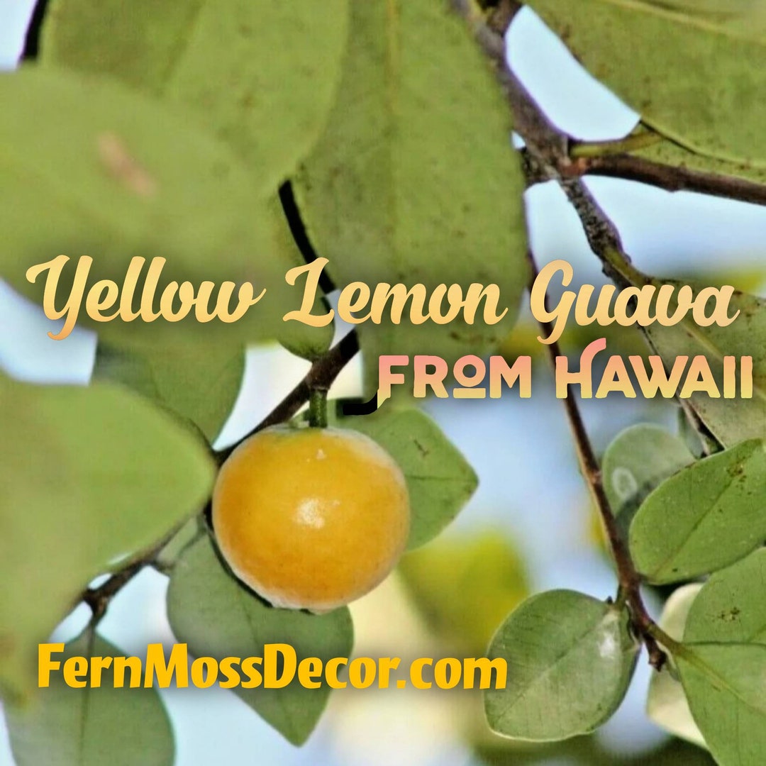 4 Saplings * Yellow Lemon Guava * 4"-6" Inches Tall * Tropical Fruit ...
