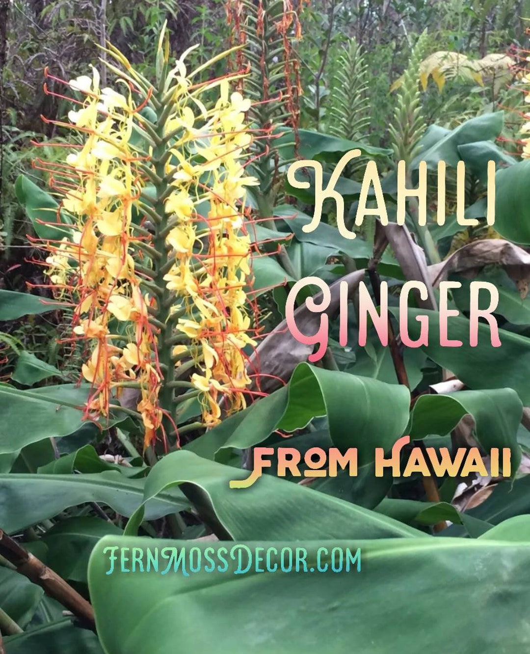 Box FULL of Extra-large Rhizomes * HAWAIIAN Kahili Ginger * Root ...