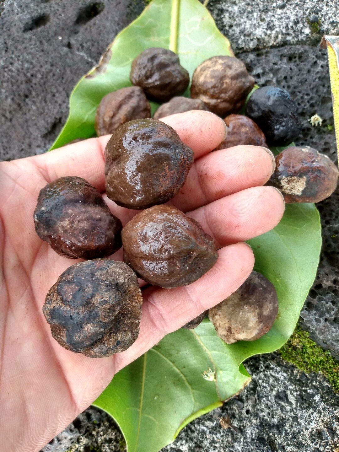 10 Seeds! * Hawaiian Kukui * Aleurites Moluccanus * Tropical Tree Nut ...