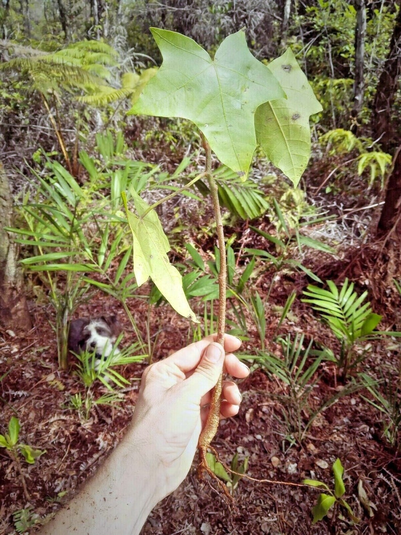 1 Foot Tall! * Hawaiian Kukui Nut Tree * Aleurites Moluccanus ...