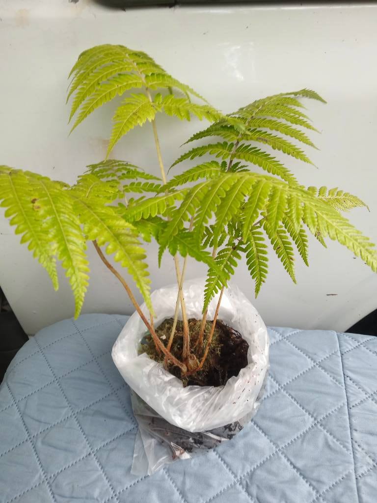 Two Foot Tall! * Extra-large HAPU'U FERN * Cibotium Glaucum * Tropical ...