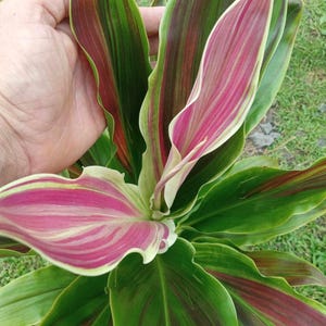 Rare 2-3 Foot Tall * Large Sherbert Ti Leaf Plant * Cordyline * From ...