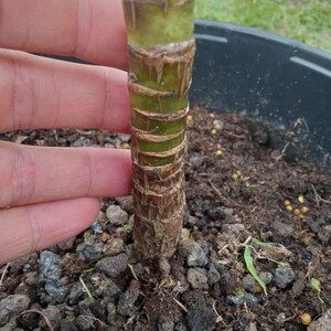 Rare 2-3 Foot Tall * Large Sherbert Ti Leaf Plant * Cordyline * From ...