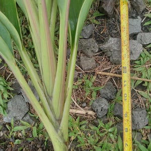 Rare 2-3 Foot Tall * Large Sherbert Ti Leaf Plant * Cordyline * From ...