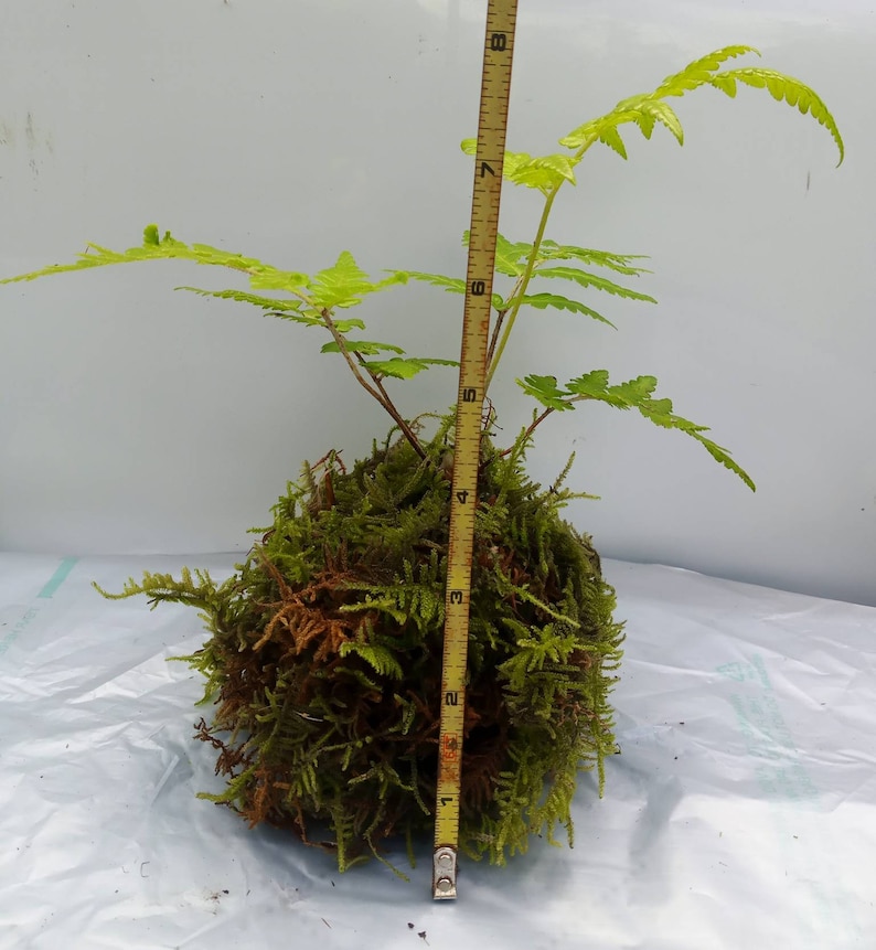 KOKEDAMA HAWAIIAN HAPU'U Fern Japanese Style Plant - Etsy