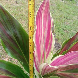 Rare 2-3 Foot Tall * Large Sherbert Ti Leaf Plant * Cordyline * From ...