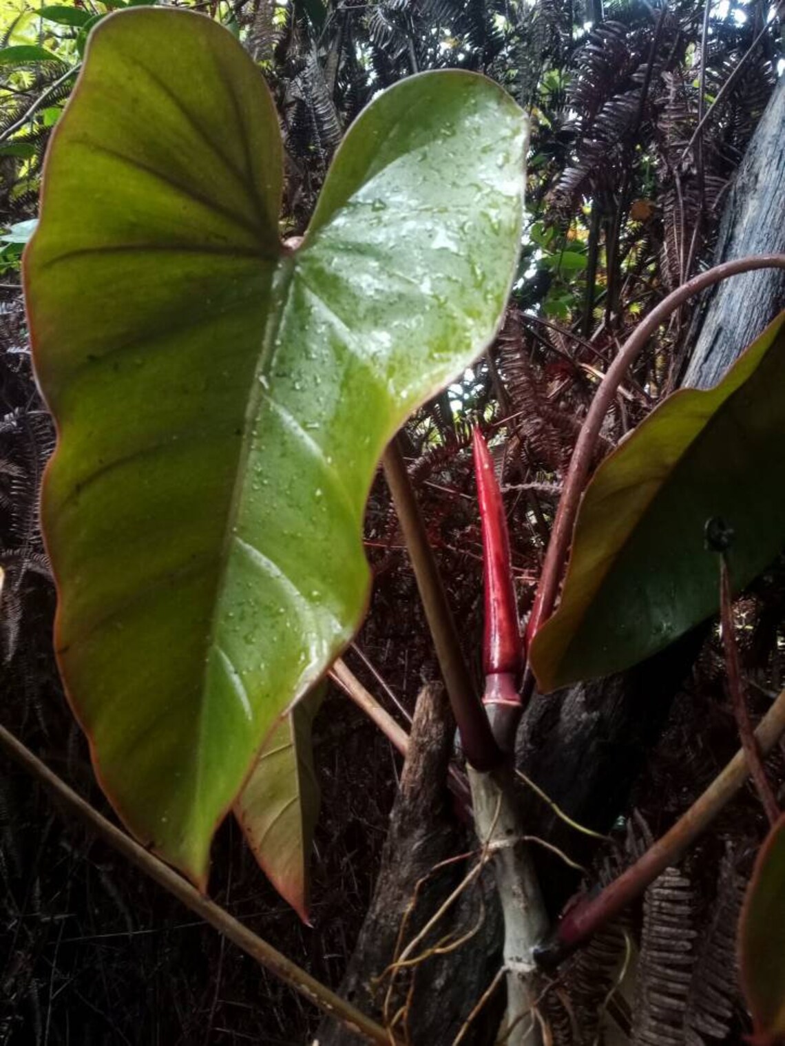 1 Philodendron Erubescens 3 Node Cutting Blushing Red - Etsy
