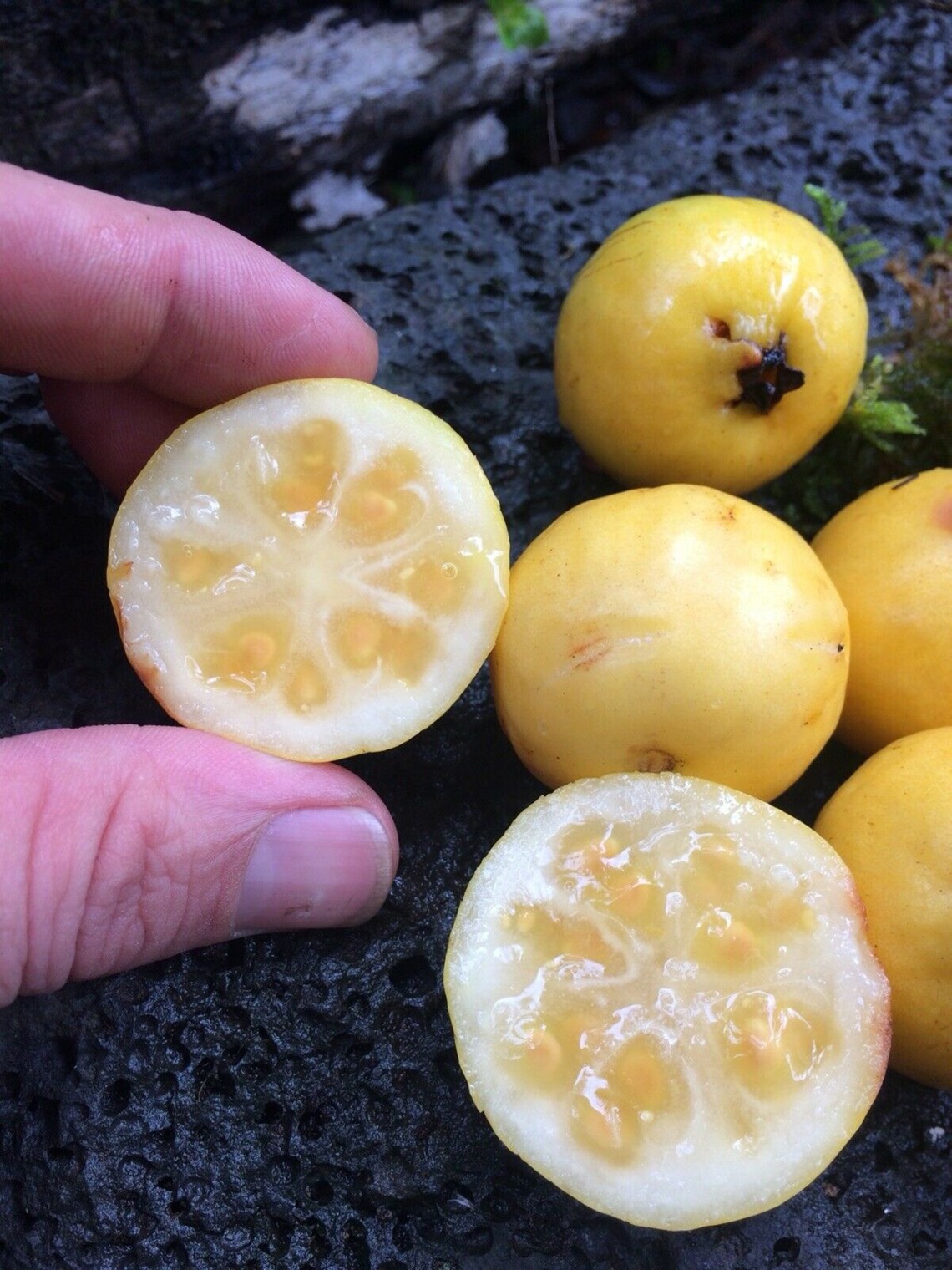 4 Saplings * Yellow Lemon Guava * 4"-6" Inches Tall * Tropical Fruit ...