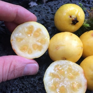 4 Saplings * Yellow Lemon Guava * 4"-6" Inches Tall * Tropical Fruit ...