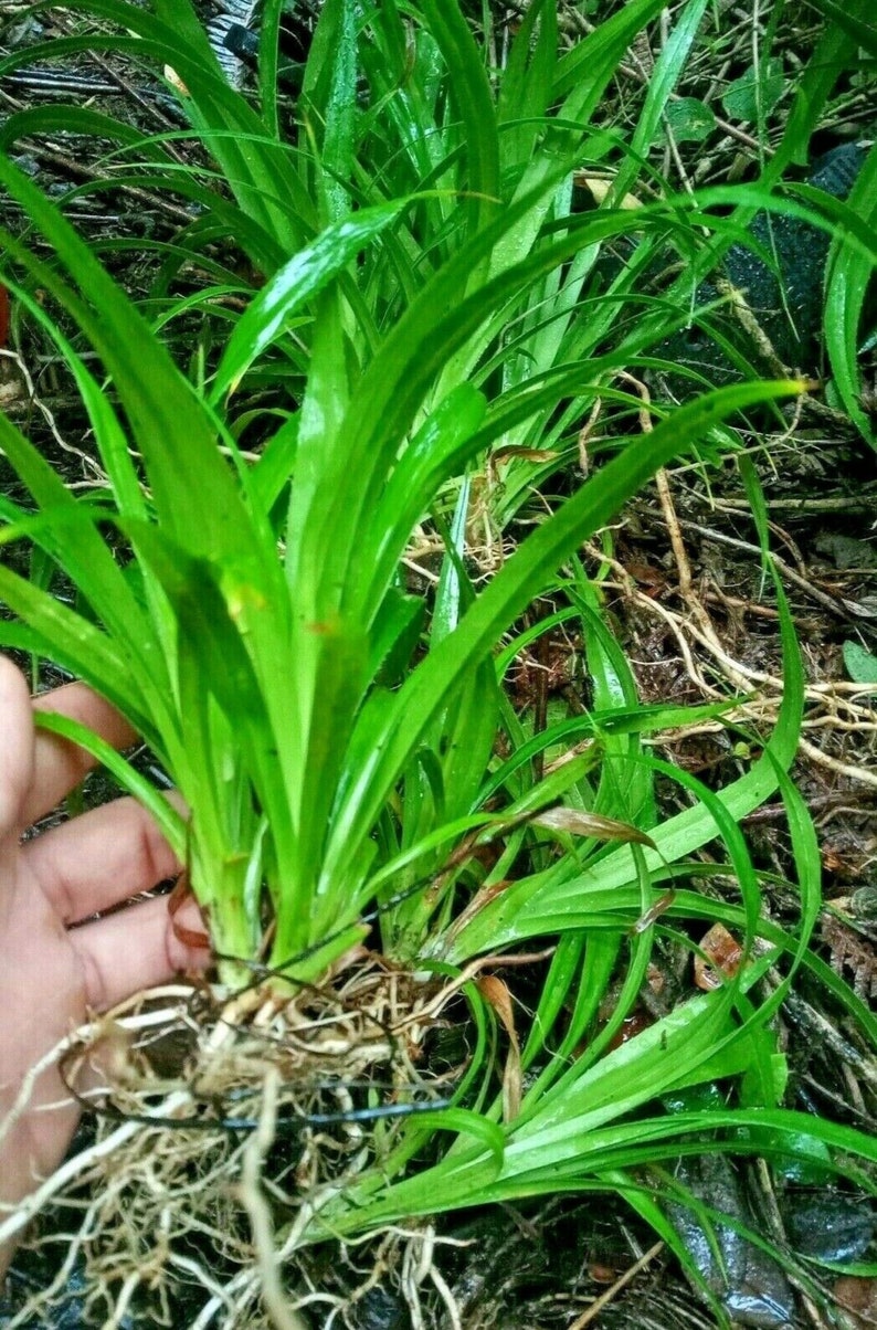 6" - 8" Inch Tall * Hawaiian HALA Tree * LIVE PLANT * Stilt Screw Pine ...