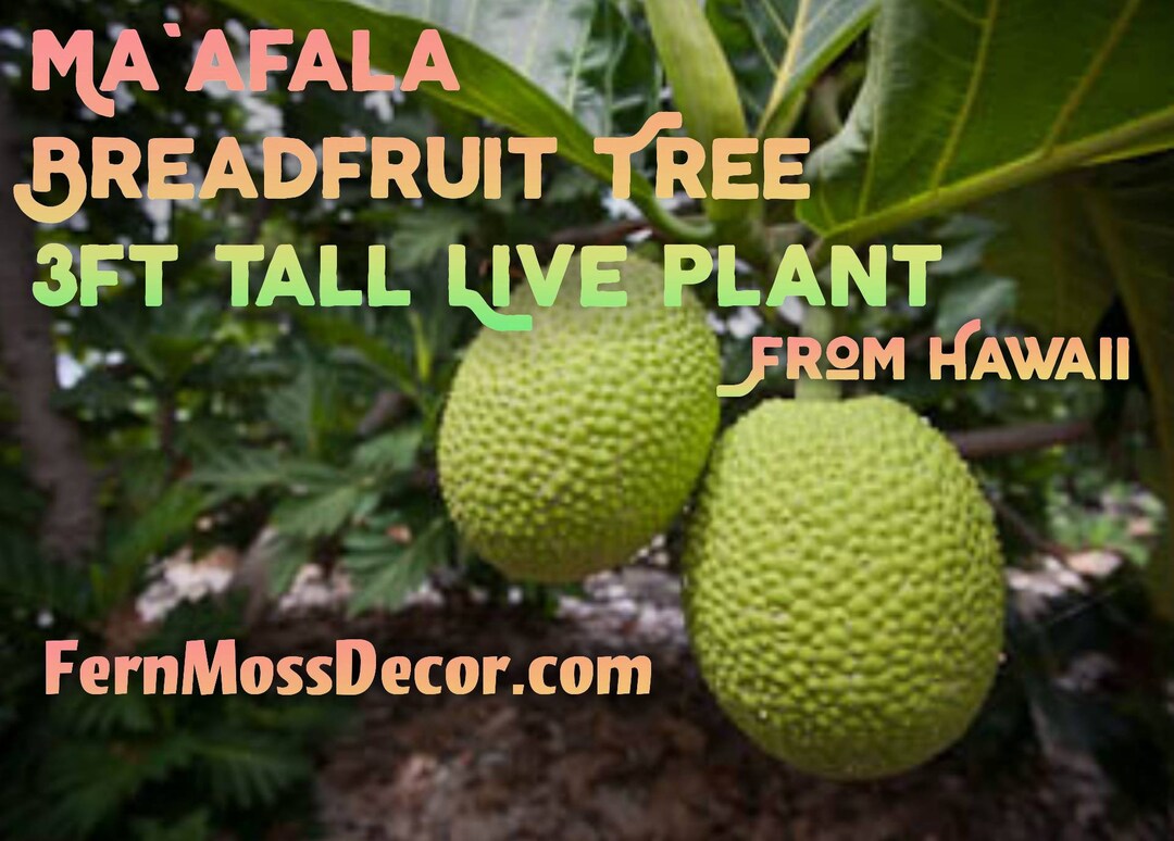 Air-layered Samoan Ma 'afala Breadfruit Tree *3 Ft Tall * Ulu Fruit ...