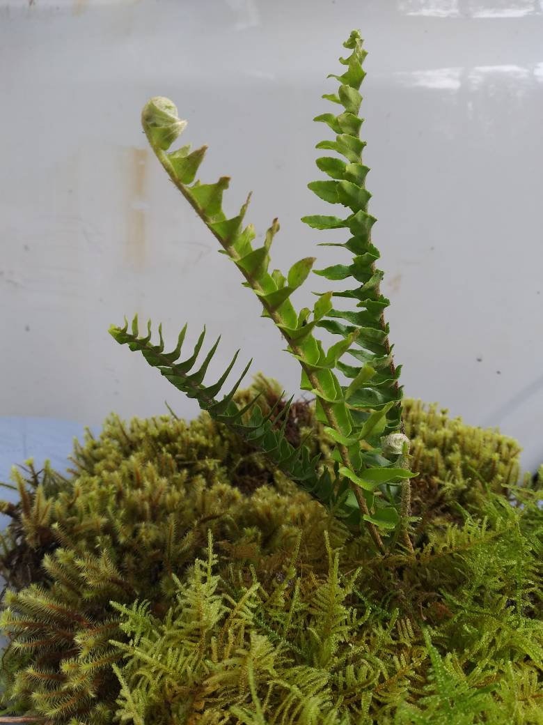 4 Tropical Ferns 2 Gallons of Moss Large FERN & MOSS kit | Etsy