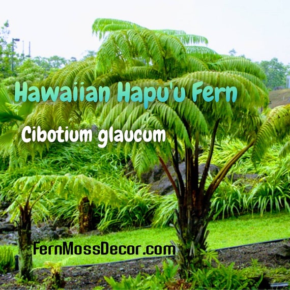 Hawaiian Tropic Zone Plant