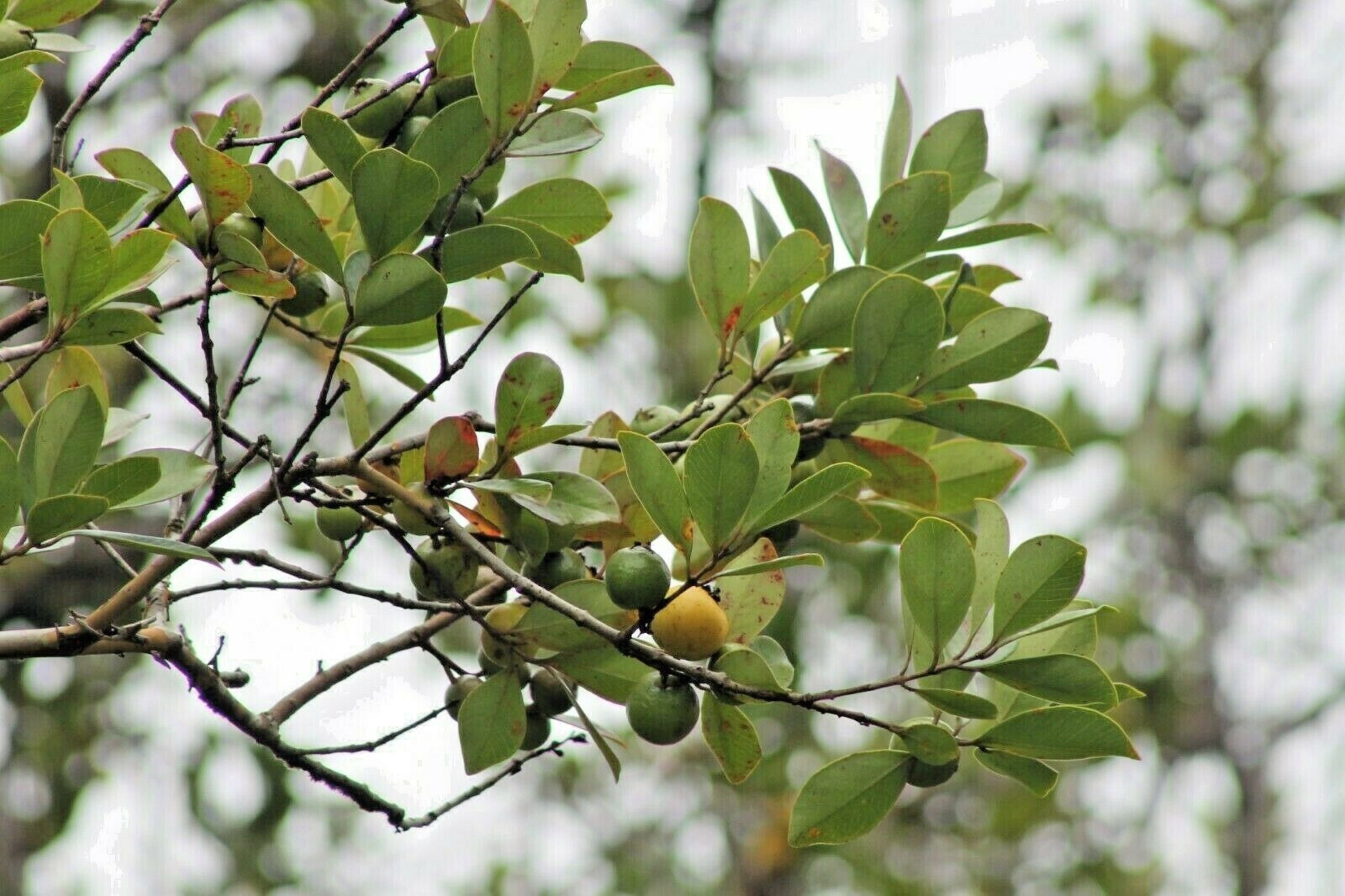 Lemon Guava 3 Tropical Yellow Fruit Tree 7 Inch Cuttings - Etsy