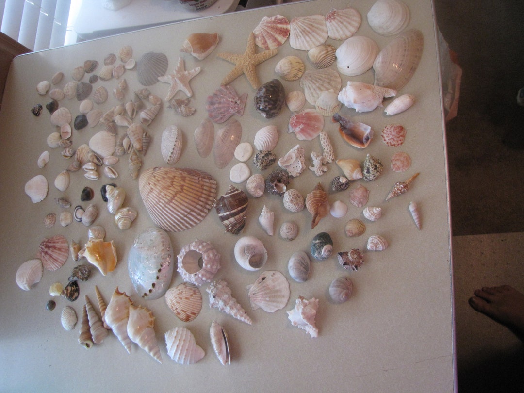 Large Array of Sea Shells, Large -small, Some Corral. - Etsy