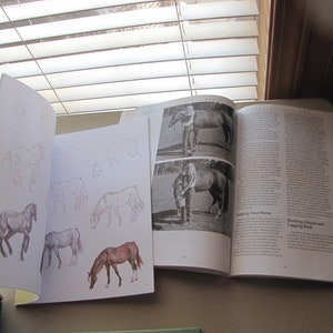 4-books About Horses, Breeds, How to Draw, Your First Horse, 1001 ...