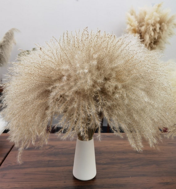 Dried Fluffy Reed Pampas Floral Arrangements Home & Living Dried Flower ...