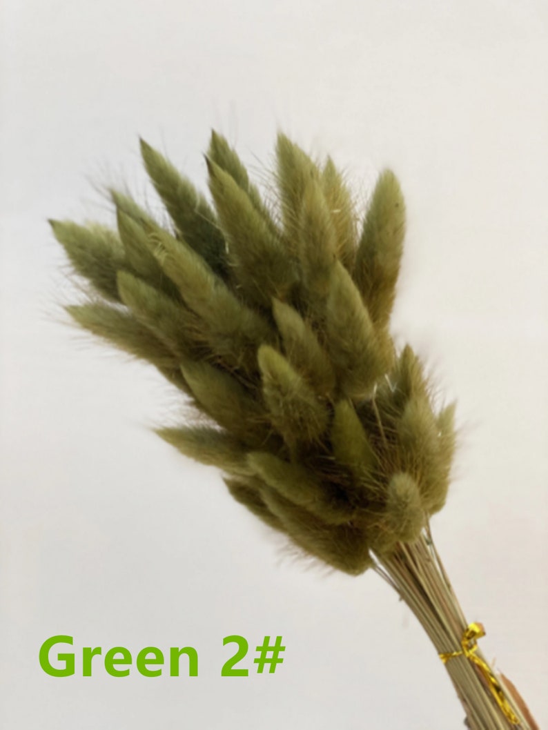 50-60 Stems Deep Green and Natural Bunny Tails Mini Bunny - Etsy