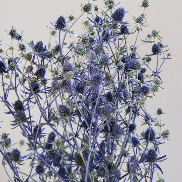 Dried Thistle - Etsy