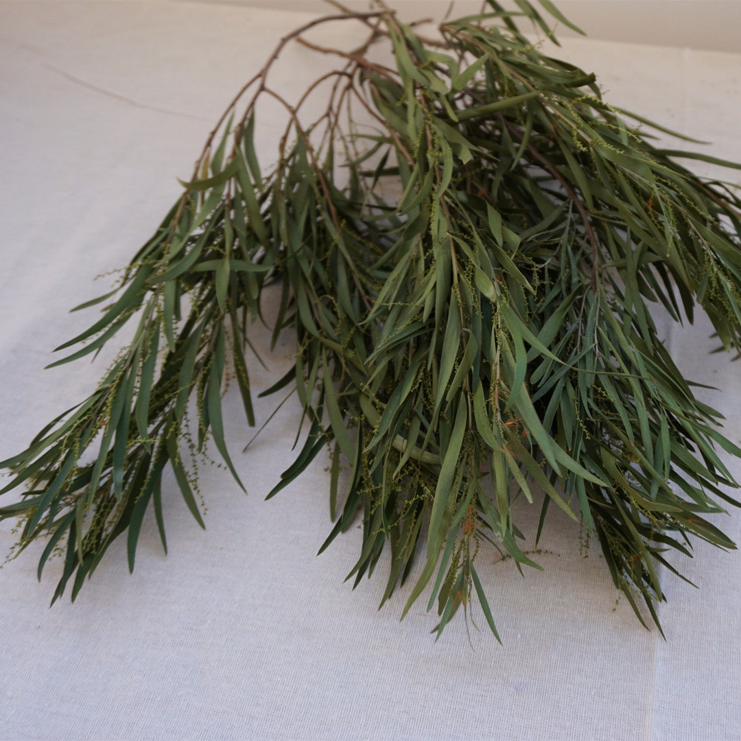 Dried Flowers Green Plant Fine Leaves, DIY Flower Elements, Family ...