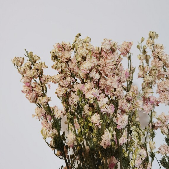 Blush Stock Flower