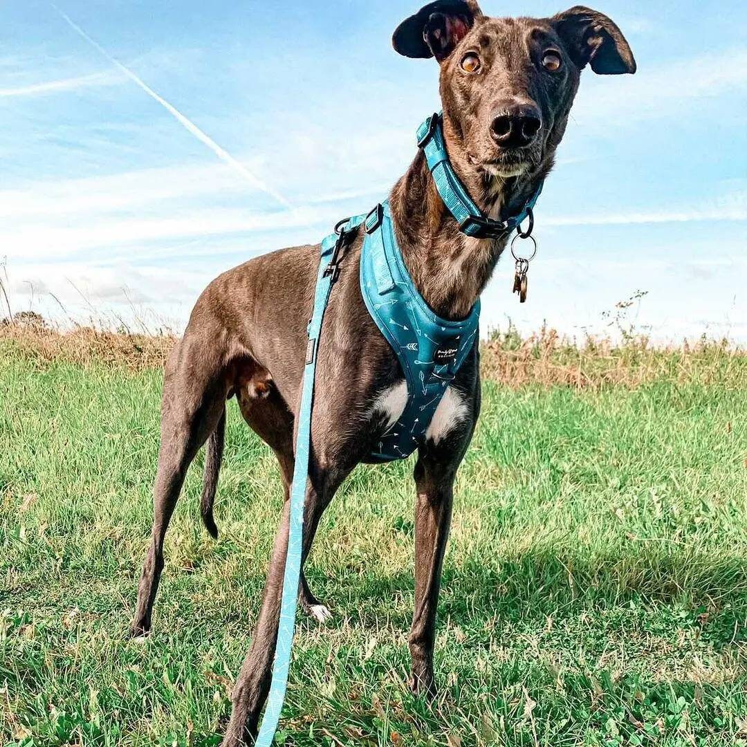 Tealin Cute Dog Harness Dog Harness Teal Adjustable Dog - Etsy UK