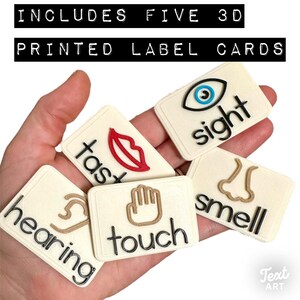 Five Senses Sorting Activity, 5 Senses Miniature Object Set, Hands-on ...