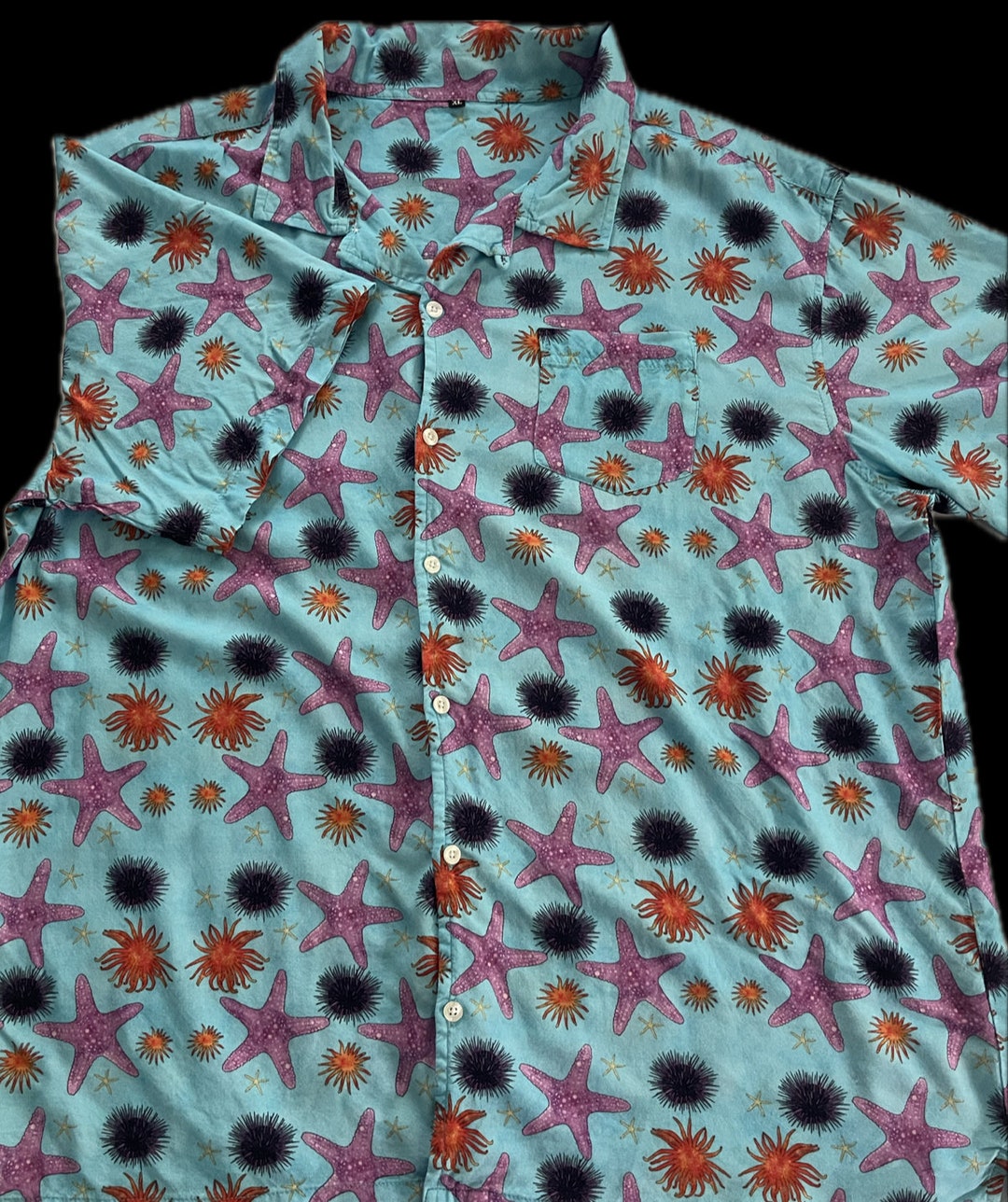 Starfish, Star Fish, Tide Pool, Sea Creatures, Sea Urchins, Sun ...