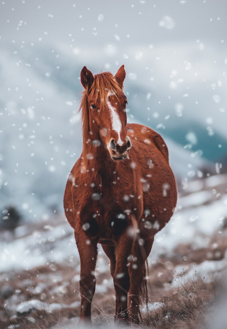 36 Falling Snow Overlays, Snow Photoshop Overlays, Winter Overlays ...