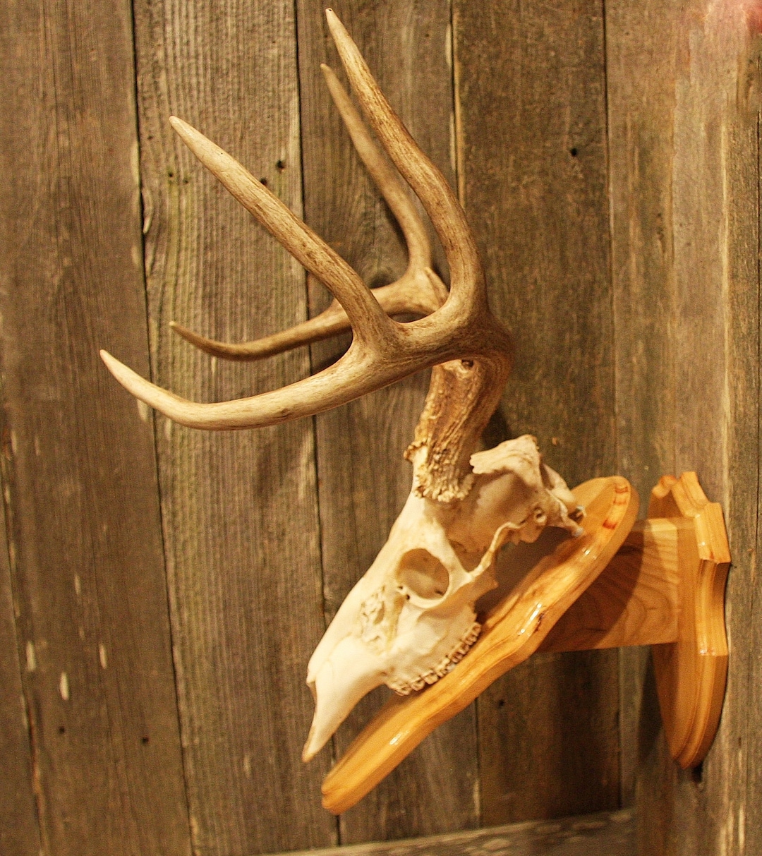 Cherry European Antler Mount Deer Skull Mount Plaque Display - Etsy