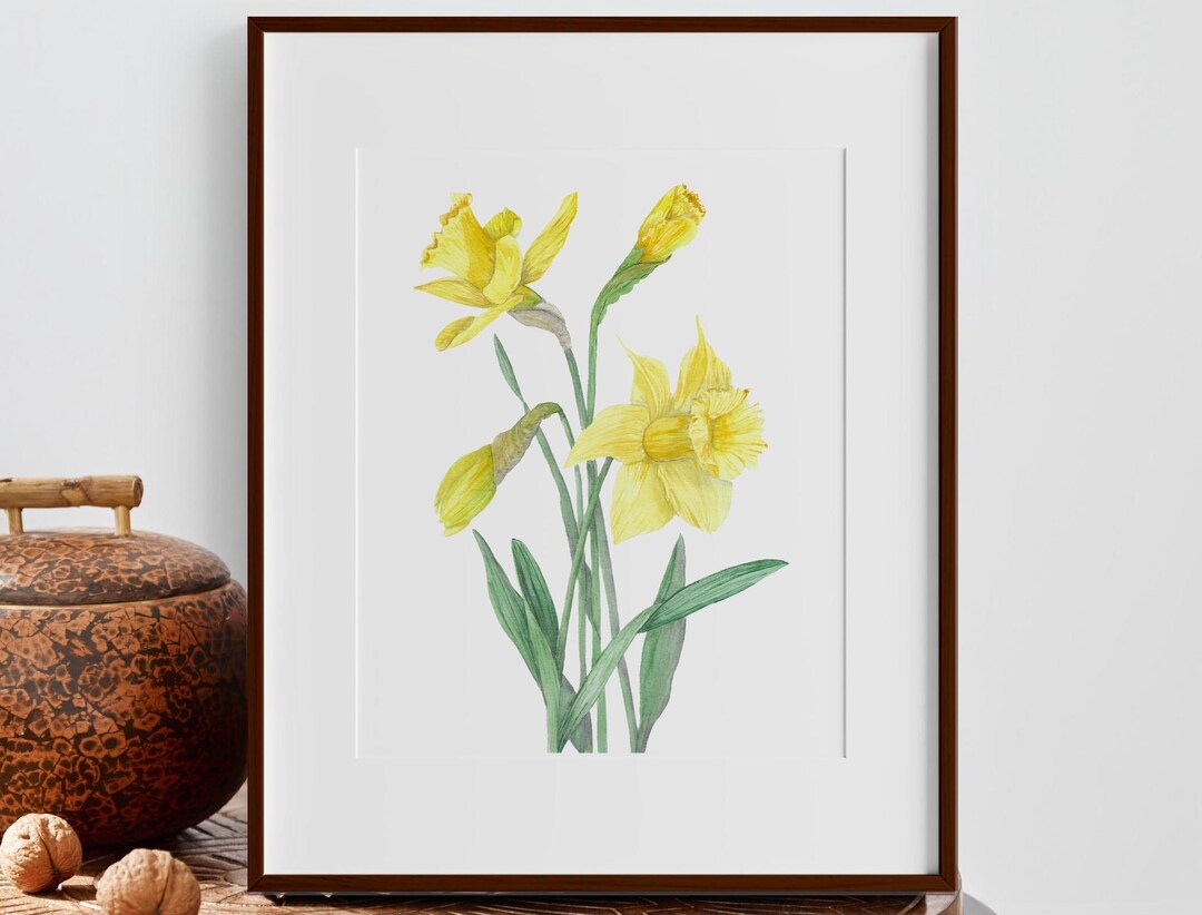 Daffodil Flower Watercolor Art Print, Botanical Art, Kitchen Home Décor ...